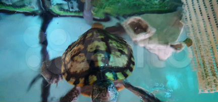 Черепаха бесплатно