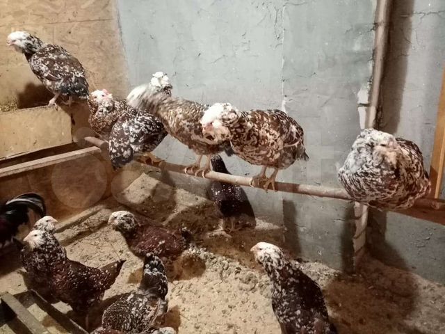 Орловские куры и петухи