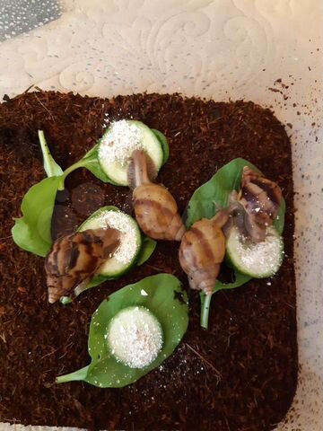 Улитки ахатины ретикулята + альбина