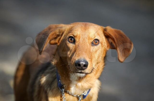 Собака Тибик