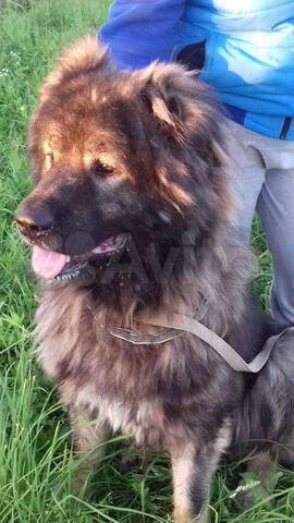 Кавказская овчарка даром