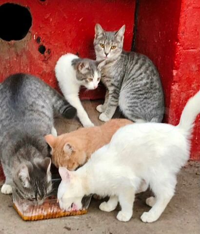 Котята-подростки на улице (5,5 мес.)