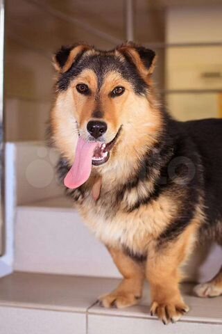 Собака коротколапик Кубик