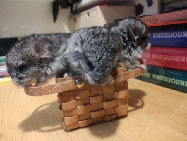 Малыши шиншиллы