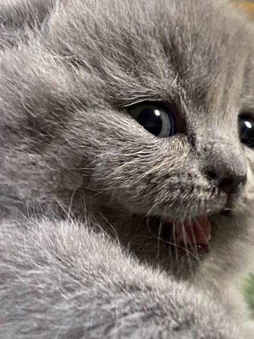 Вислоухая шотландская киса