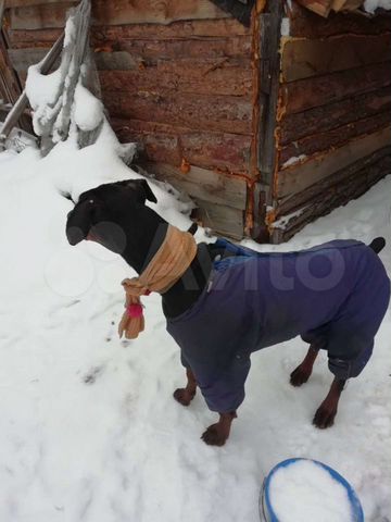 Ищу кобеля добермана