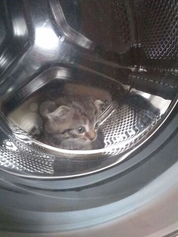 Любознательные Фрося и Дымок