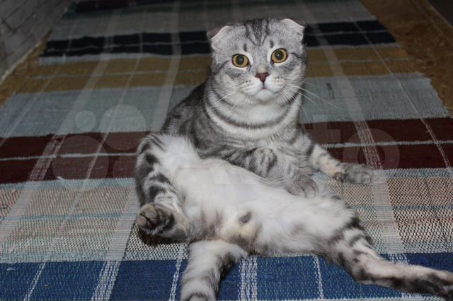 Шотландская