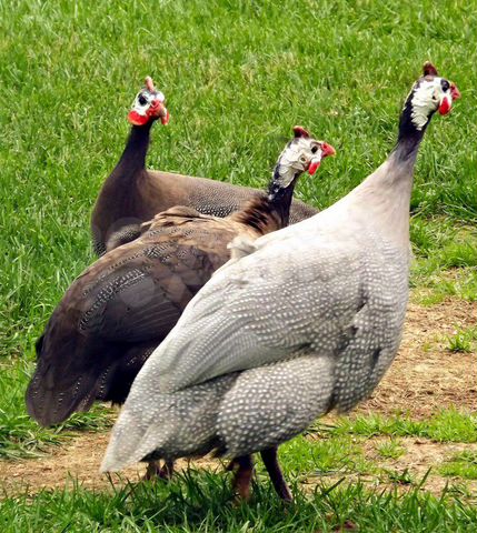 Молодые цесарки