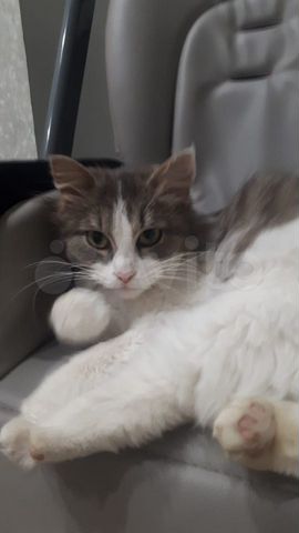 Кошка Ева ищет дом