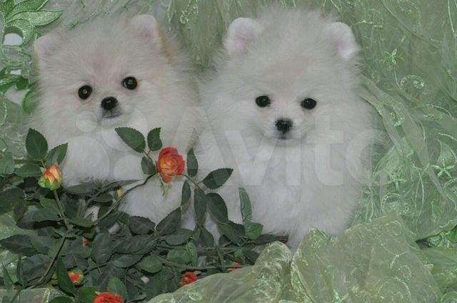 Очаровательные помераночки