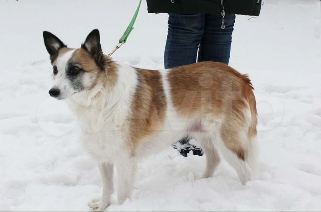 Небольшая собачка Бэлла