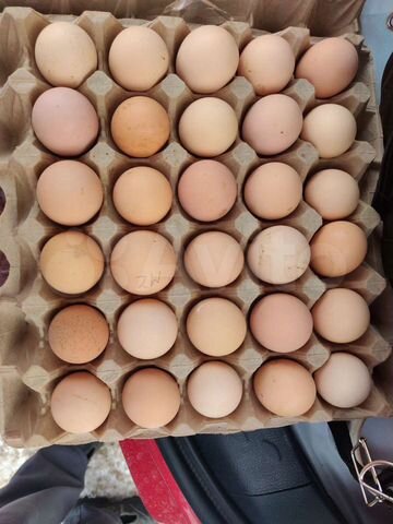 Инкубационное яйцо индейки биг 6,бройлера Кобб 500