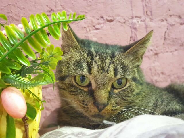 Зеленоглазая Тиграша