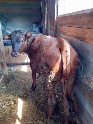 Телята бычки телочки