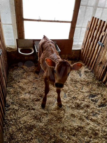 Бычок ч/п Джерсейский