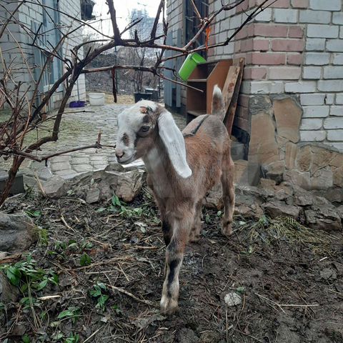 Лунно пятнистый ан козлик