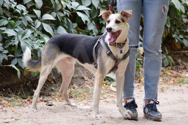 Очаровательный Бакс ищет семью