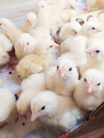 Цыплята бройлеры Арбор Айкрес кобб700