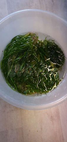 Аквариумные растения прополка