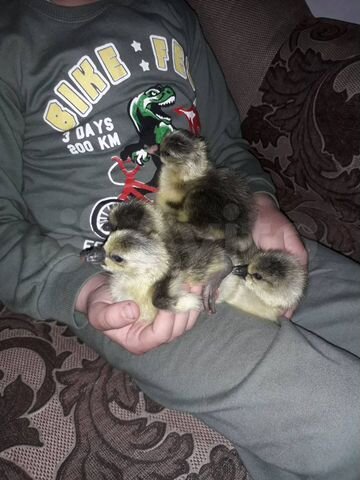 Гусята суточные