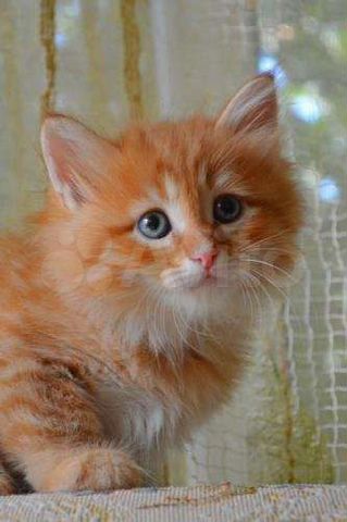 Сибирские котята