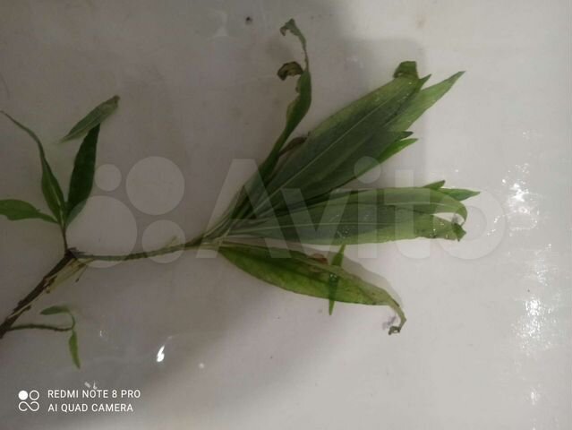 Аквариумные растения