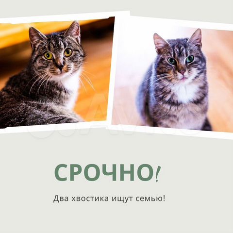 Два хвостика ищут дом
