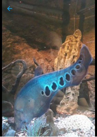 Нож индийский 40см