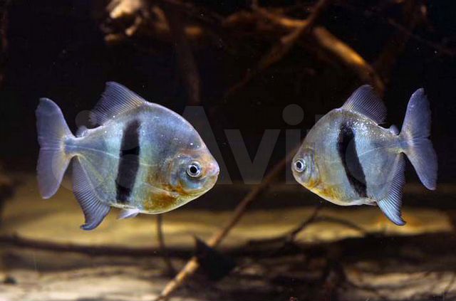 Милеус Шомбургка рыбка