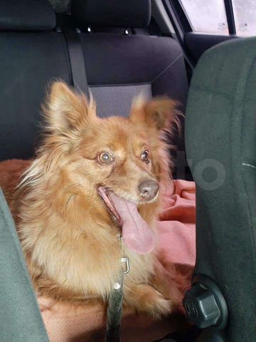 Метис шпица