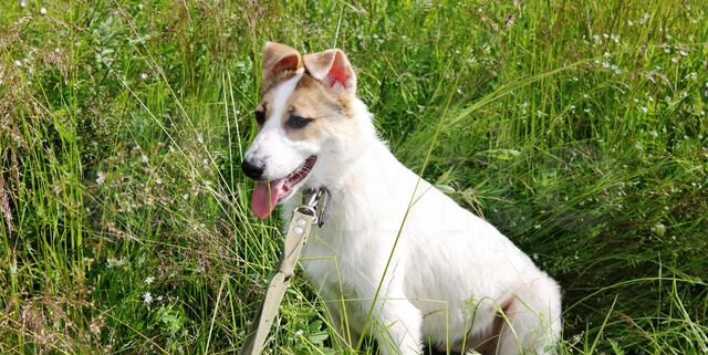 Тошка молодой красавец