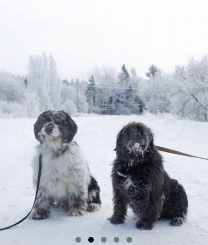 Бриар, близкий метис в добрые руки