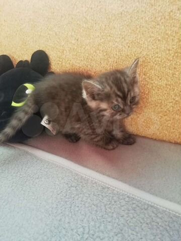 Шотландские котята