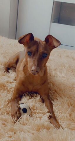 Цвергпинчер