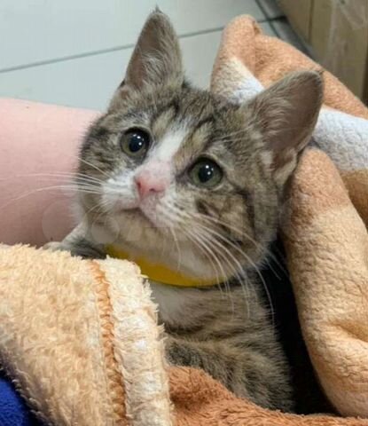 Котенок в добрые руки