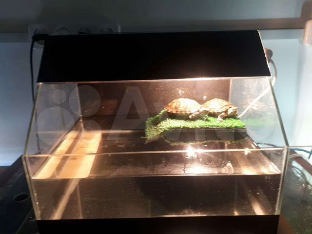 Террариум с черепахами