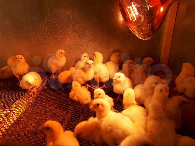 Цыплята бройлера