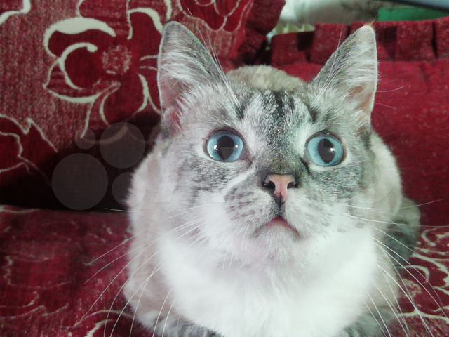 Ласковая Эльза в дар