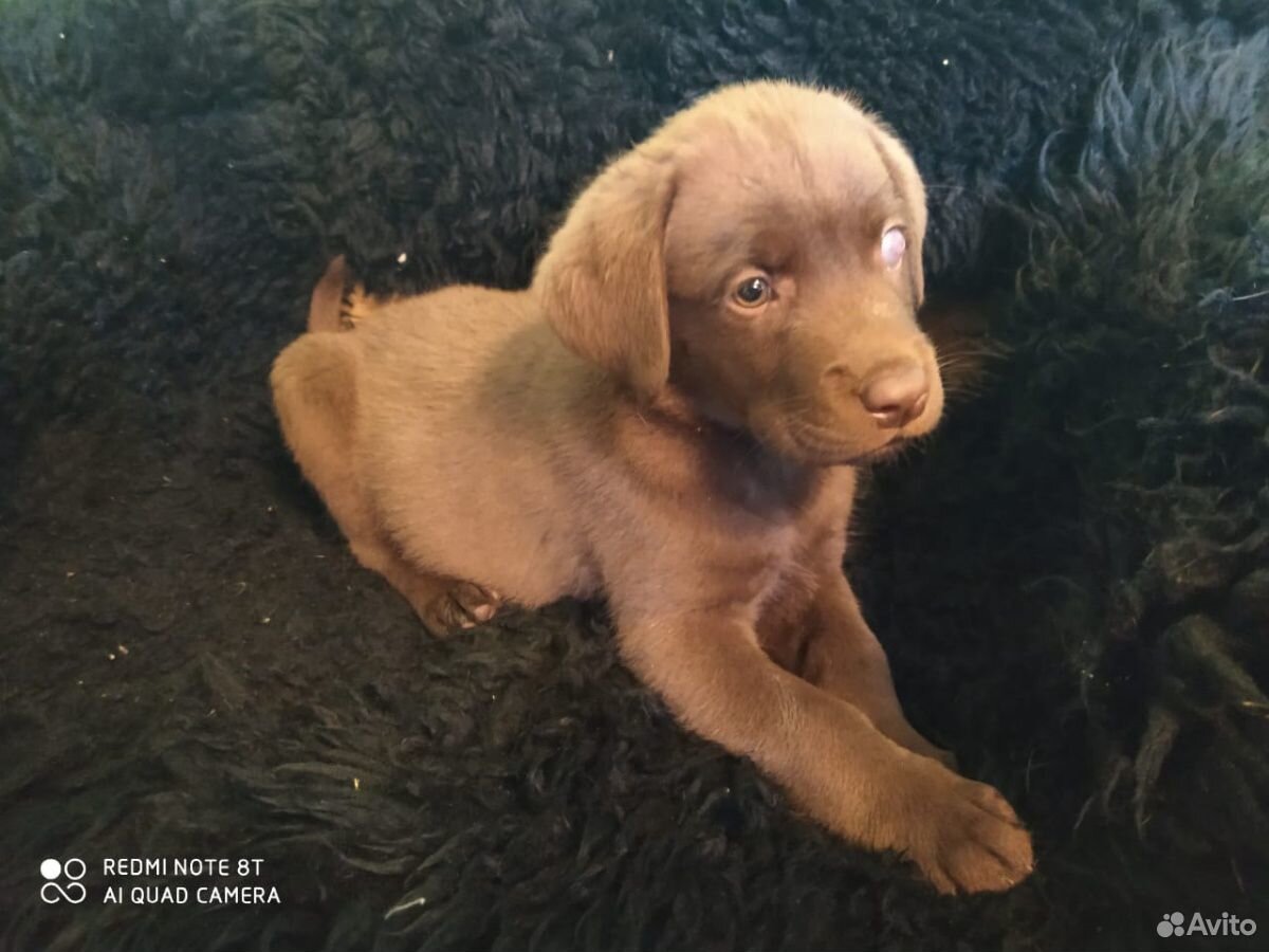 Шоколадный мальчик лабрадора