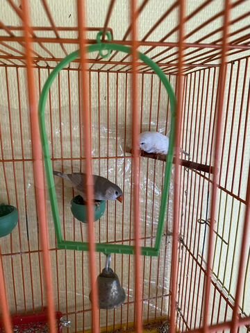 Пара амадин