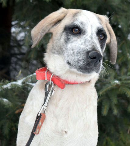 Щенок 6 месяцев, примесь курцхаар