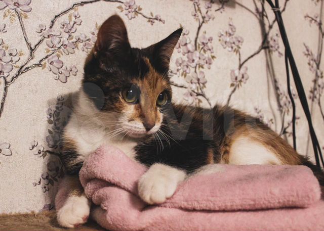 Котенок