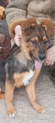 Щенок в добрые руки