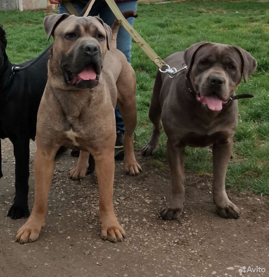 Кане корсо резерв щенков