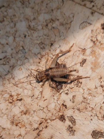 Сверчки домовые