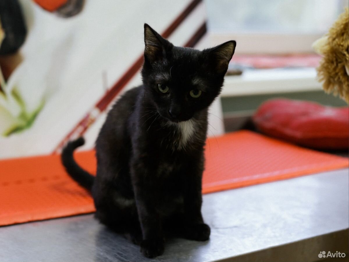 Ищет ответственных и надёжных родителей Чарлис