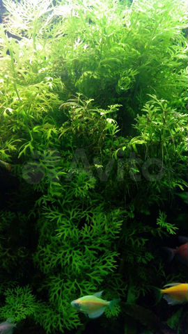 Аквариумные растения