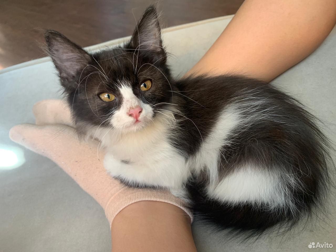 Милый котик ищет хозяина