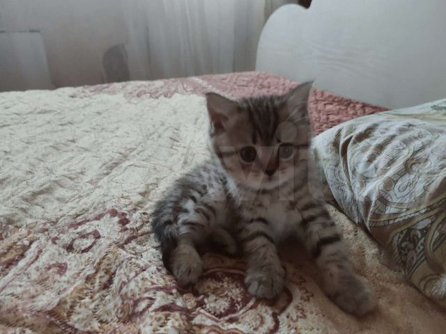 Британская